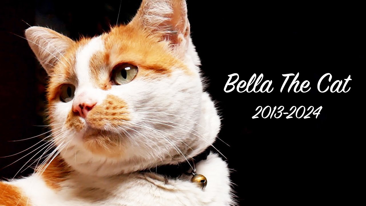 RIP Bella The Cat (2013-2024) - YouTube