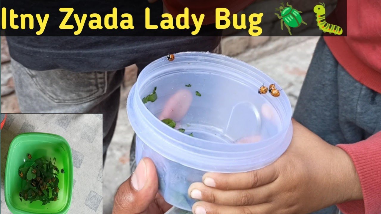 Itny sary lady bug 🪲😱|half Pendu Vlogs| - YouTube