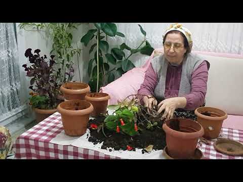 kohlera saksı değişimi