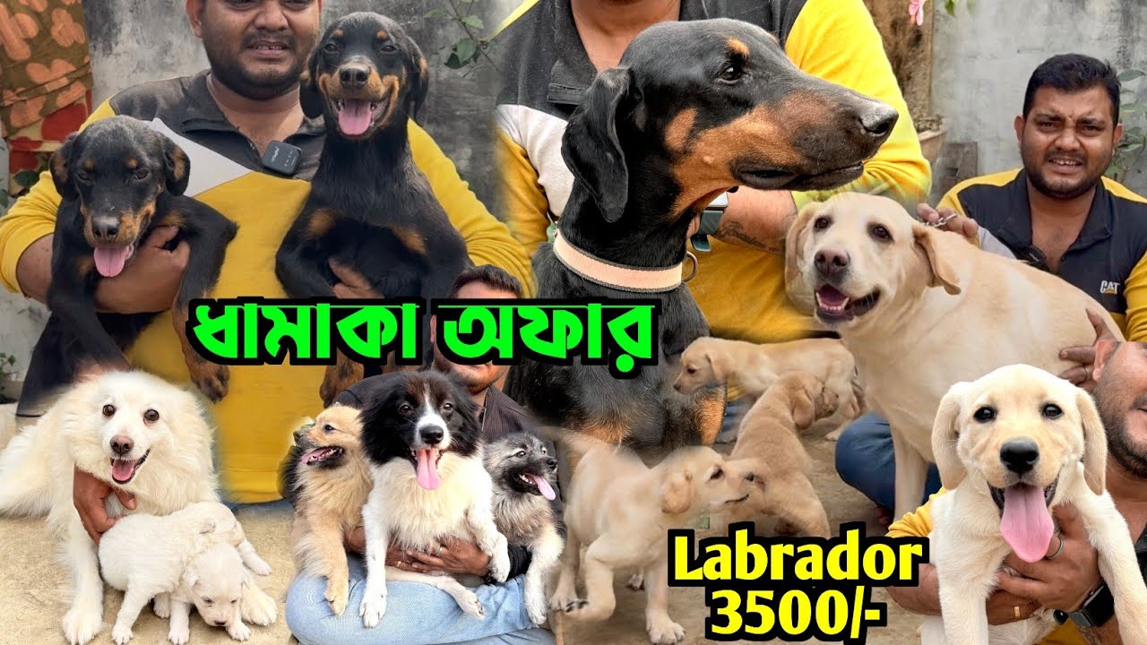 Puppies & Dogs Sale Offer Price. Dog Market in Kolkata Price. Kolkata ...