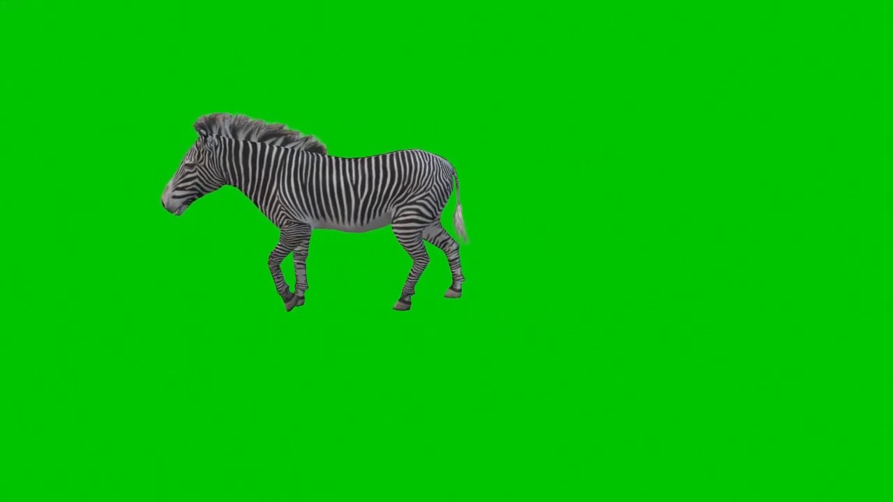 Wild Animal Zebra Green Screen - YouTube