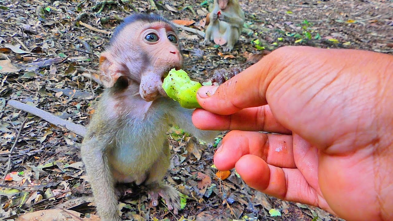 Feeding Lovely baby Moby Food He Really Gladly Having Food - YouTube