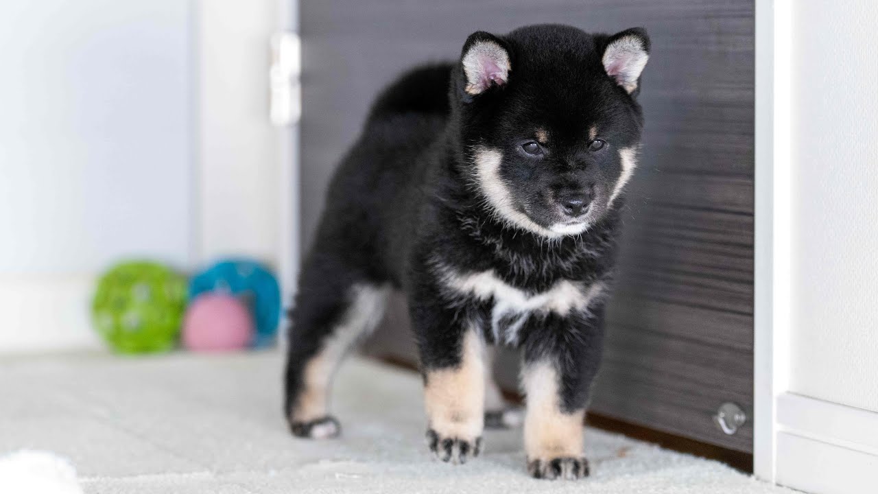 ID4063柴犬子犬黒♂ shiba inu puppy black male - YouTube