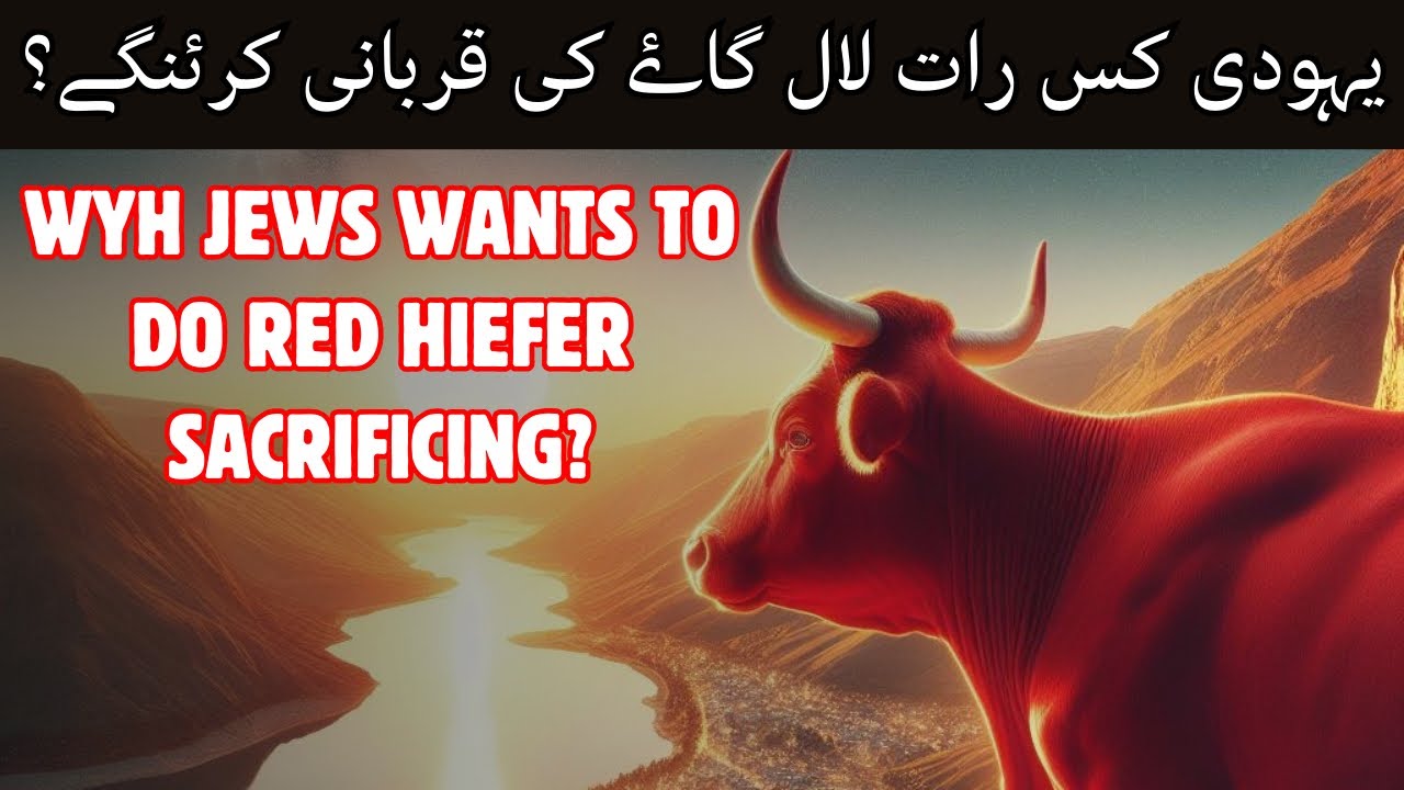 Why Jews Wants To Do Red Hiefer Sacrificing | Israel Red Cow - YouTube