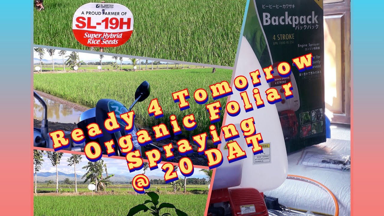 Ready for Organic FOLIAR Fish Amino Acid @ 20 DAT Demo SL19H ...