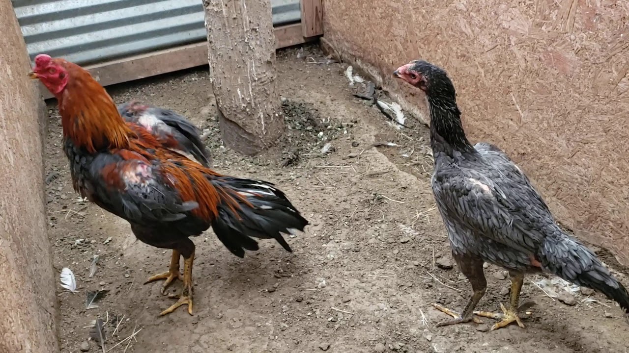 Qaib la 7.8lbs x bb hen 7lbs - YouTube