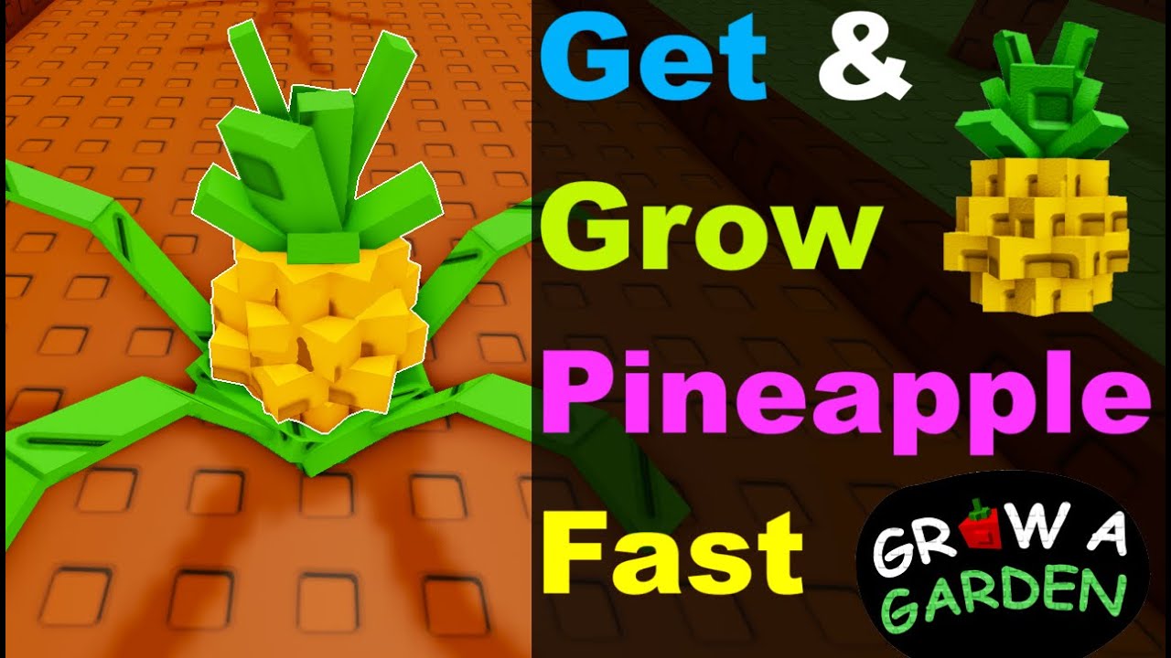 How to get Pineapple in Grow A Garden & Grow it Faster #roblox # ...