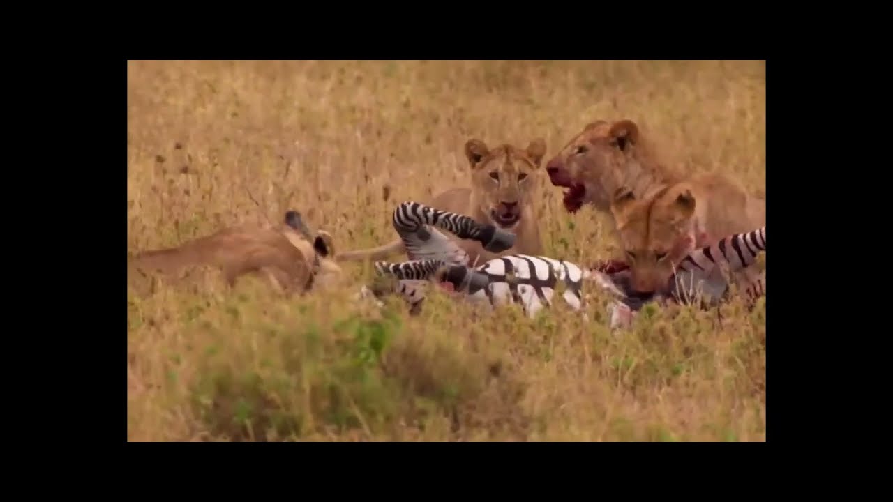 some of most deadliest animals attacks - YouTube