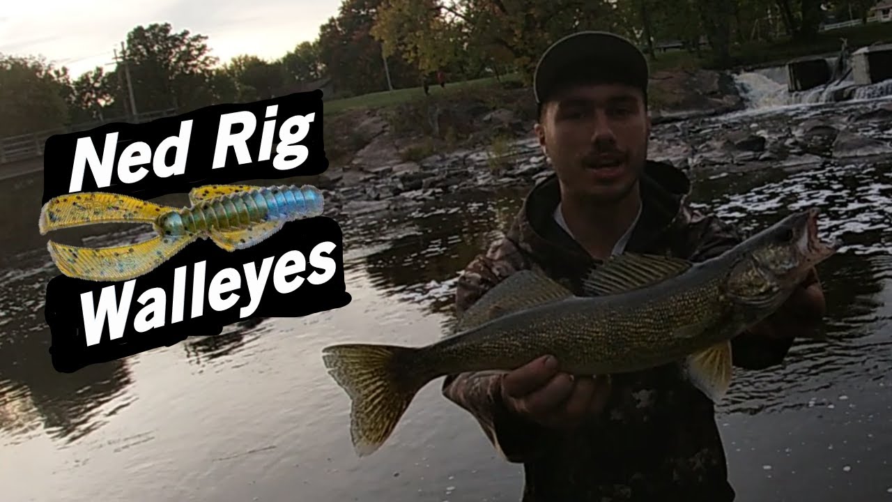 Hungry Fall Walleyes Smash Ned Rig!!(With Tips!!!) - YouTube