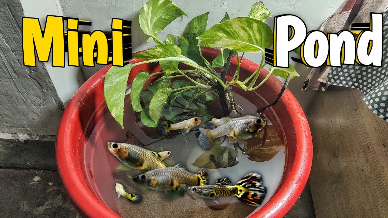 Mini Pond Setup for Guppies 😍 | Cheap and Easy setup For Room and ...