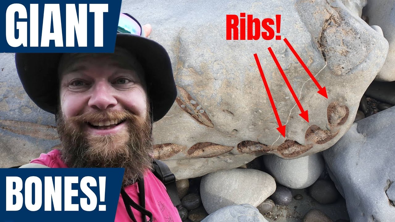 Giant bones! I find a collection of very large bones encased in rock ...