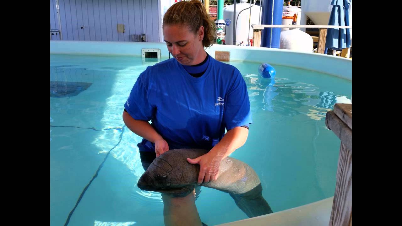 SeaWorld Animal Rescue Behind the Scenes Tour - YouTube