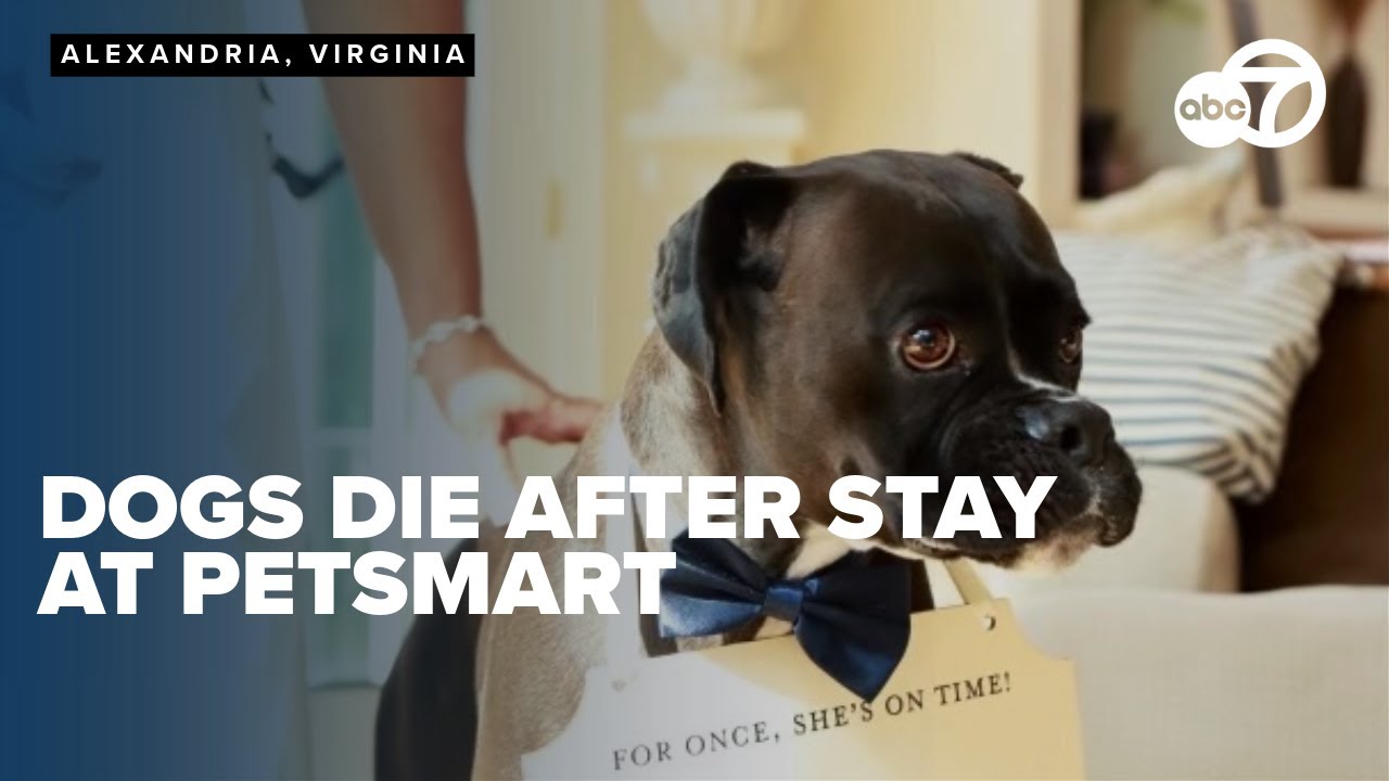 Families mourn death of 2 dogs after stay at Virginia PetSmart ...