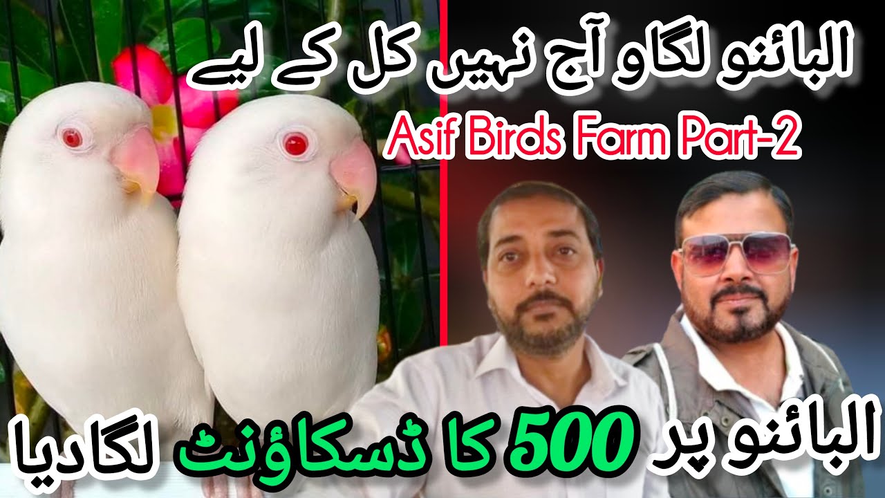 Albino Red Eye per 500 ka discount |Birds Breeding Setup |Java Breeding ...