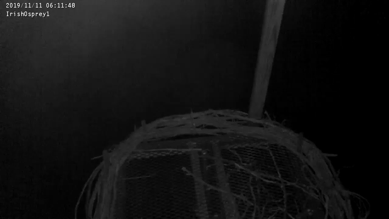 Irish Osprey Live Stream - YouTube