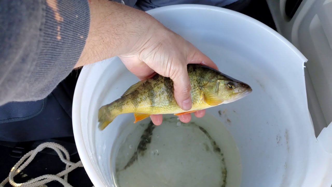 Perch Fishing Windsor Ontario - YouTube