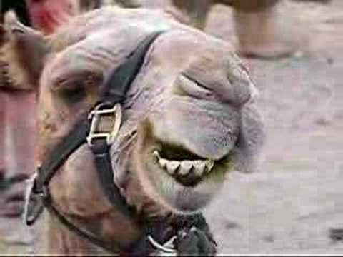El camello - YouTube