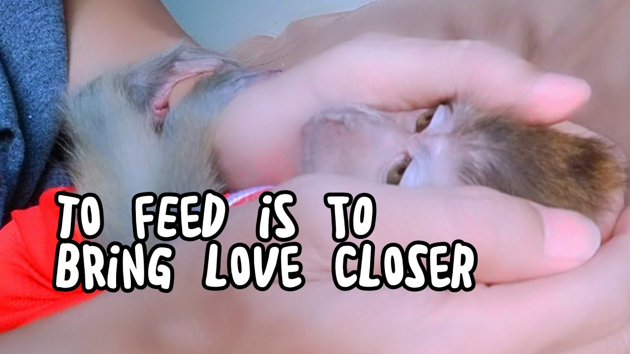 to feed is to bring love closer #viralvideo#viralvideos#cute#animals# ...
