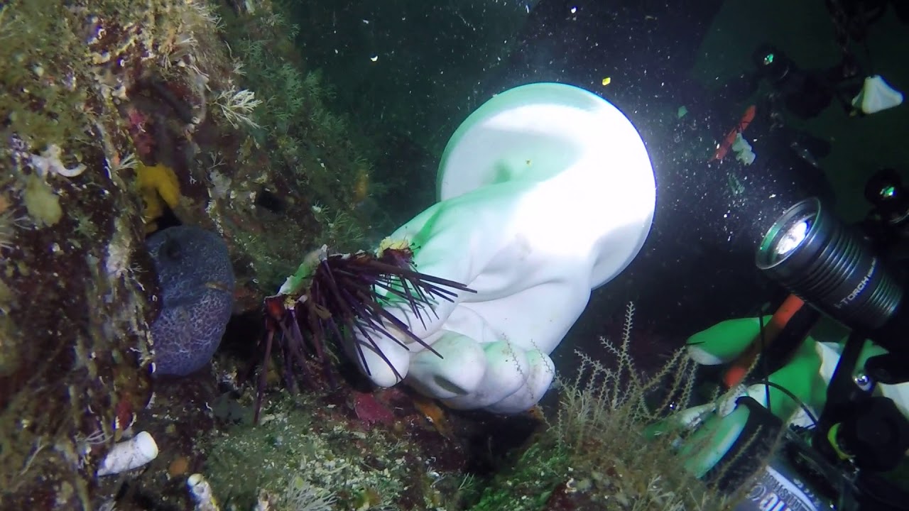 Juvenile WOLF EEL at Madrona large wall - YouTube