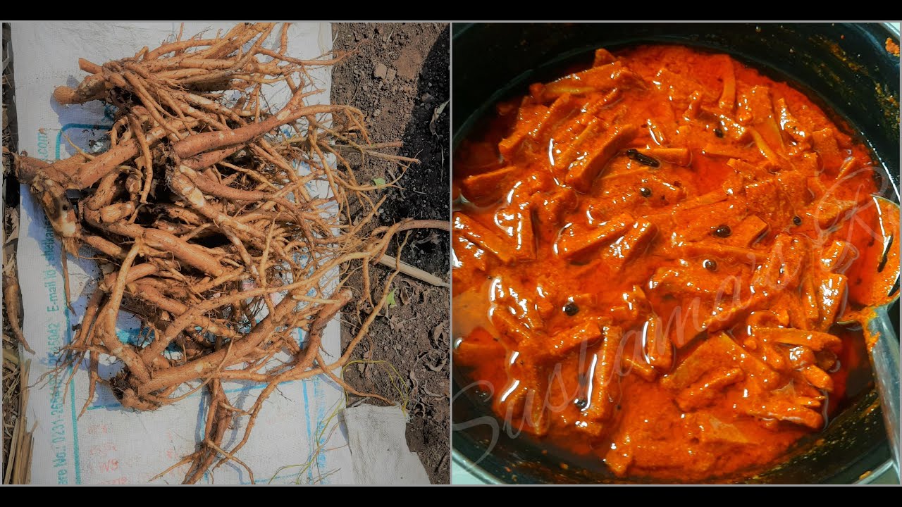 माईन मुळ्याचे लोणचे | थेट शेतातून मुळा आणून बनवलेलं चटकदार लोणचं ...