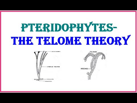 Pteridophytes-The Telome theory - YouTube