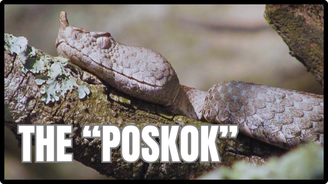 Don't mess with this snake: THE NOSE HORNED VIPER// the "POSKOK" - YouTube