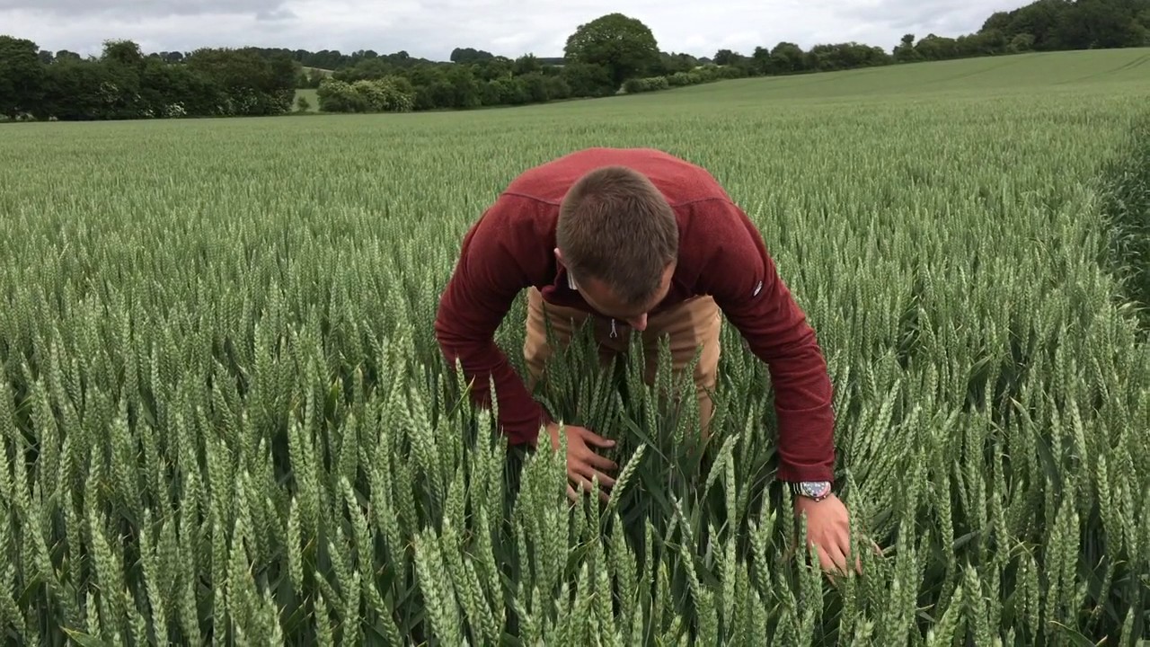 Daren Ivey & agronomist, Ben Burrows, Hampshire - Real Results - YouTube