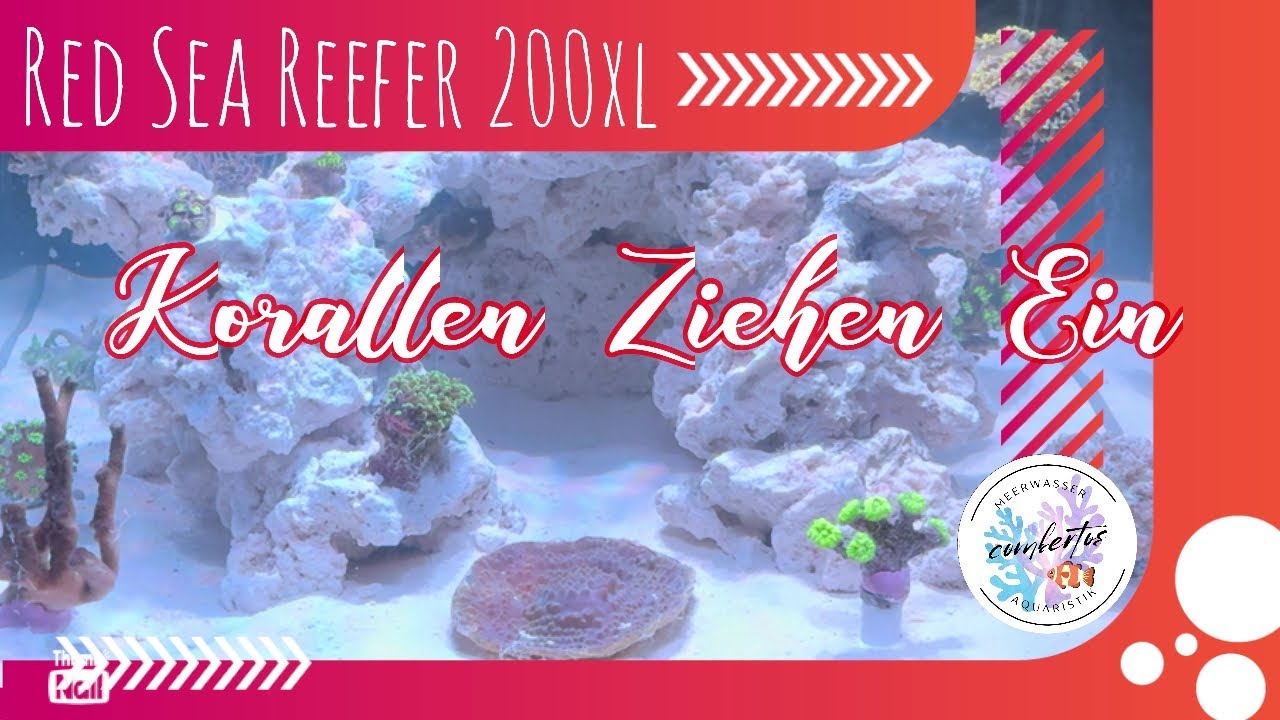 Red Sea Reefer 200XL - Korallen ziehen ein - YouTube