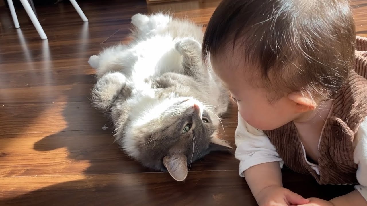 風船割りにも急接近する赤ちゃんにもタジタジの猫 ノルウェージャンcat flinching at a balloon bursting and ...