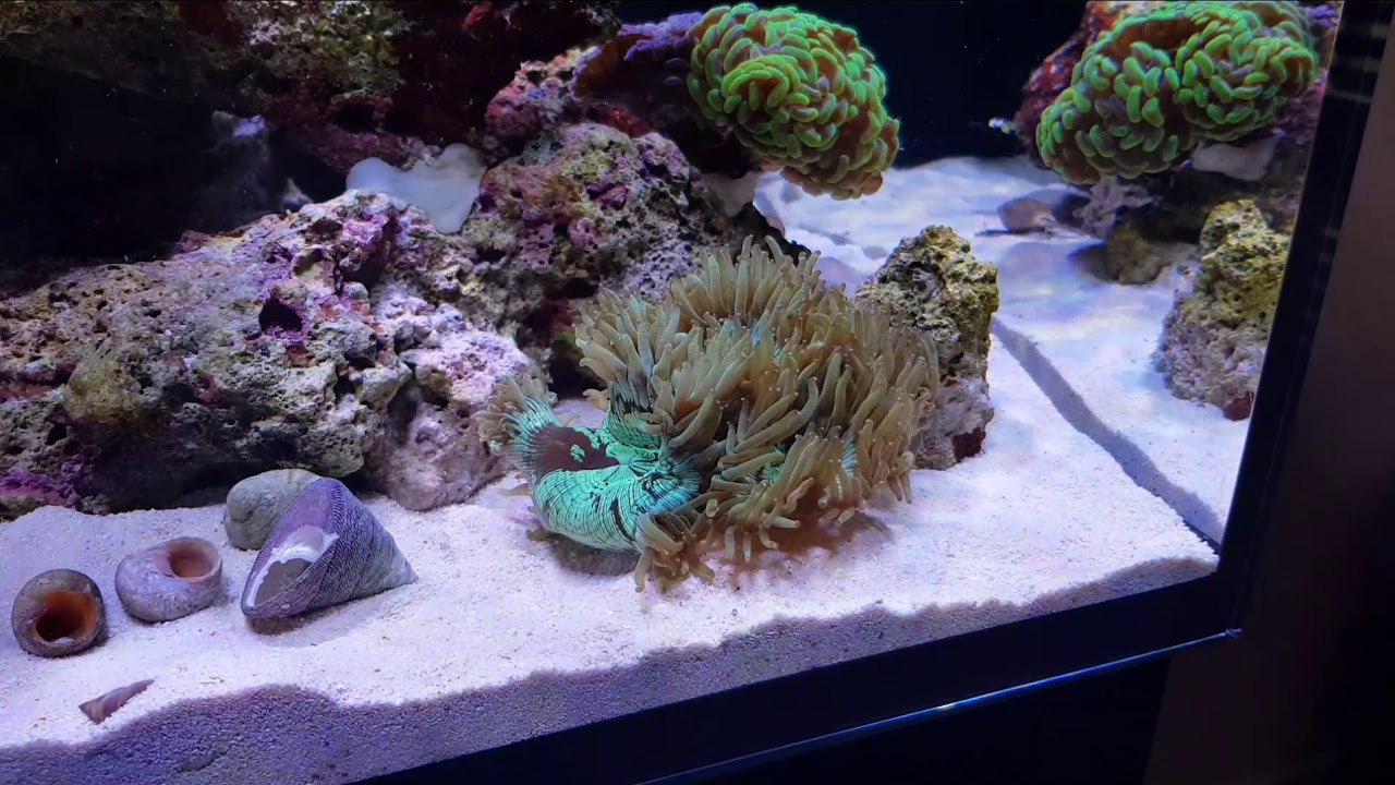 Elegance Coral - Red Sea Reefer 170 - YouTube