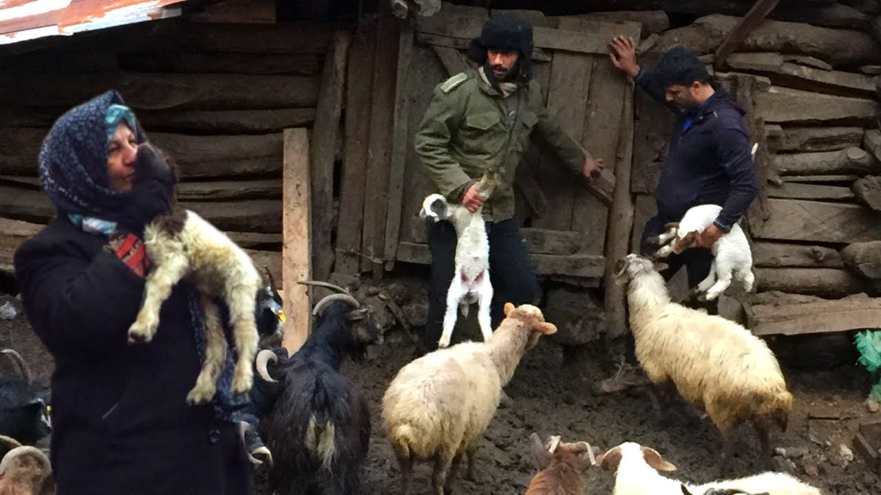 A day of life with the shepherd - Iranian village lifestyle - Iran ...