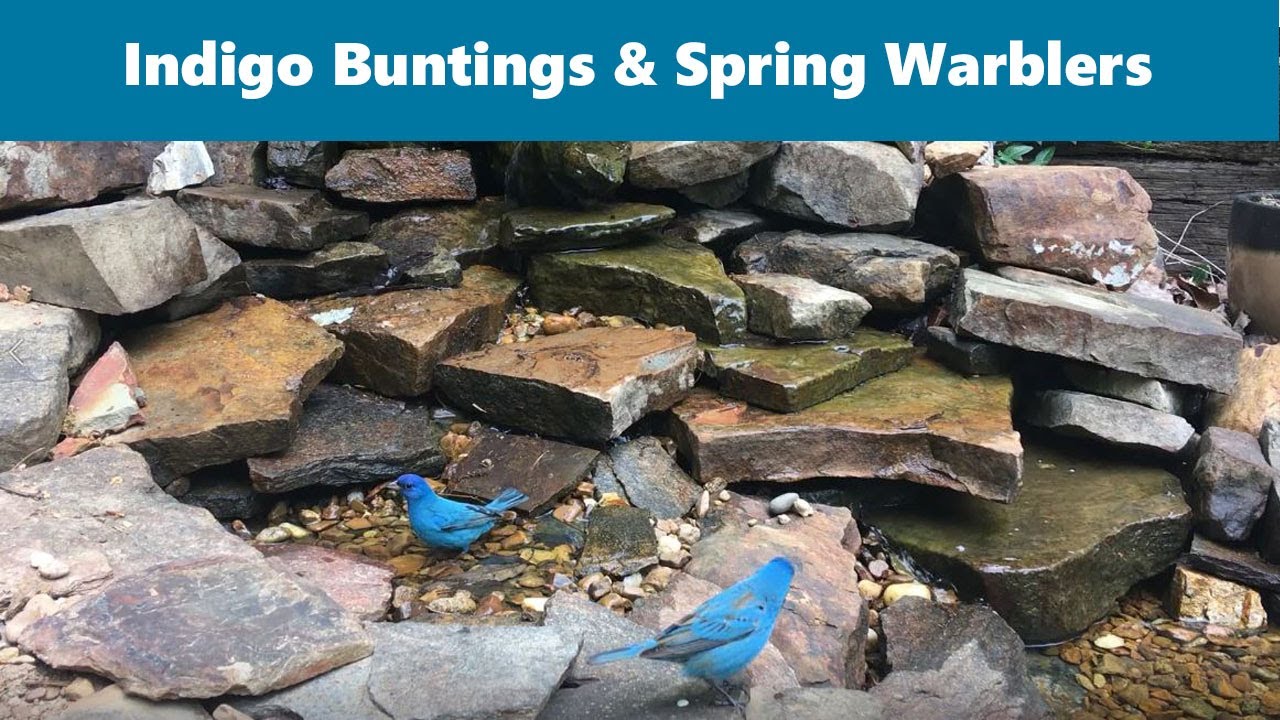 Indigo Buntings & Spring Warblers (April 28, 2021) - YouTube