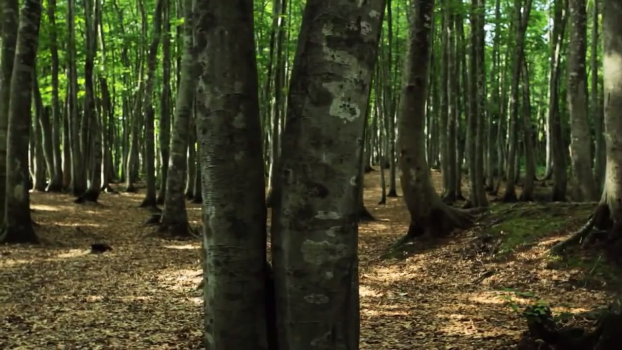 Best of Bachelors Of Science [HD Time-lapse] - YouTube