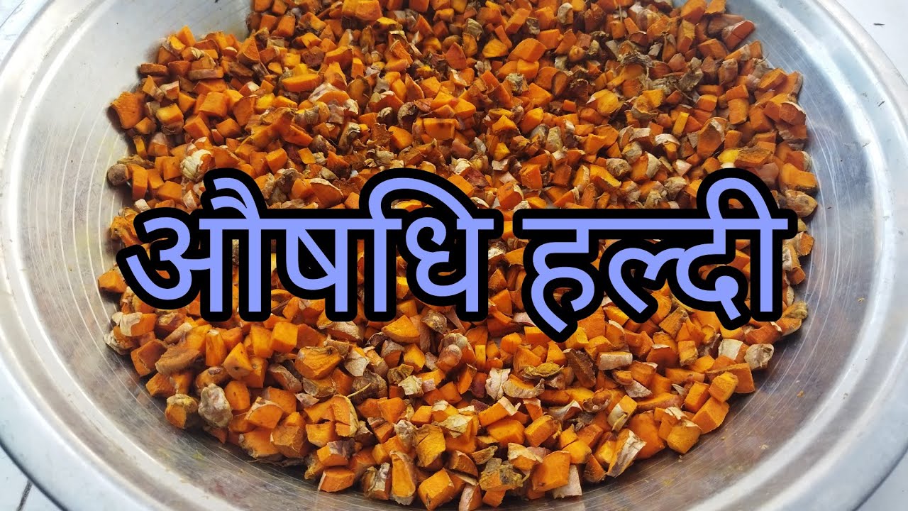 haldi ki prakrutik kheti Himachal Pradesh पहाड़ी हल्दी - YouTube