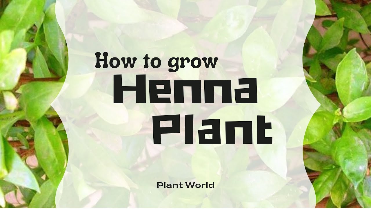 how to grow henna plant easily at home - Grow Henna plant from cutting ...