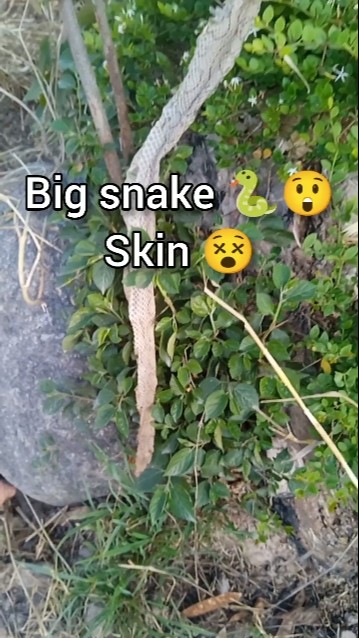 Big snake 🐍 skin 😲 like a cobra 🐍 #minivlog #vlog #comedy #snake # ...