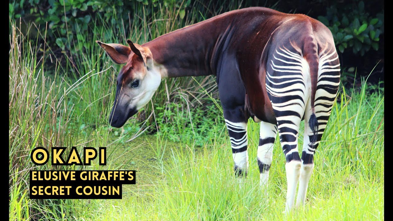 Beyond the Giraffe: Amazing Facts About Okapi | Nature's Hidden Gem ...