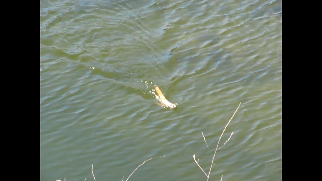 Weasel swimming across a river - YouTube