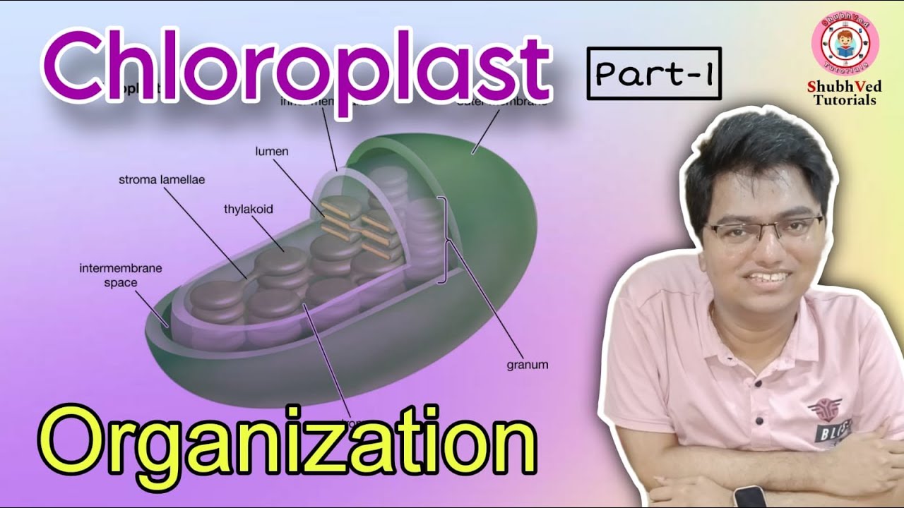 Chloroplast | Part - 1 | Organization - YouTube