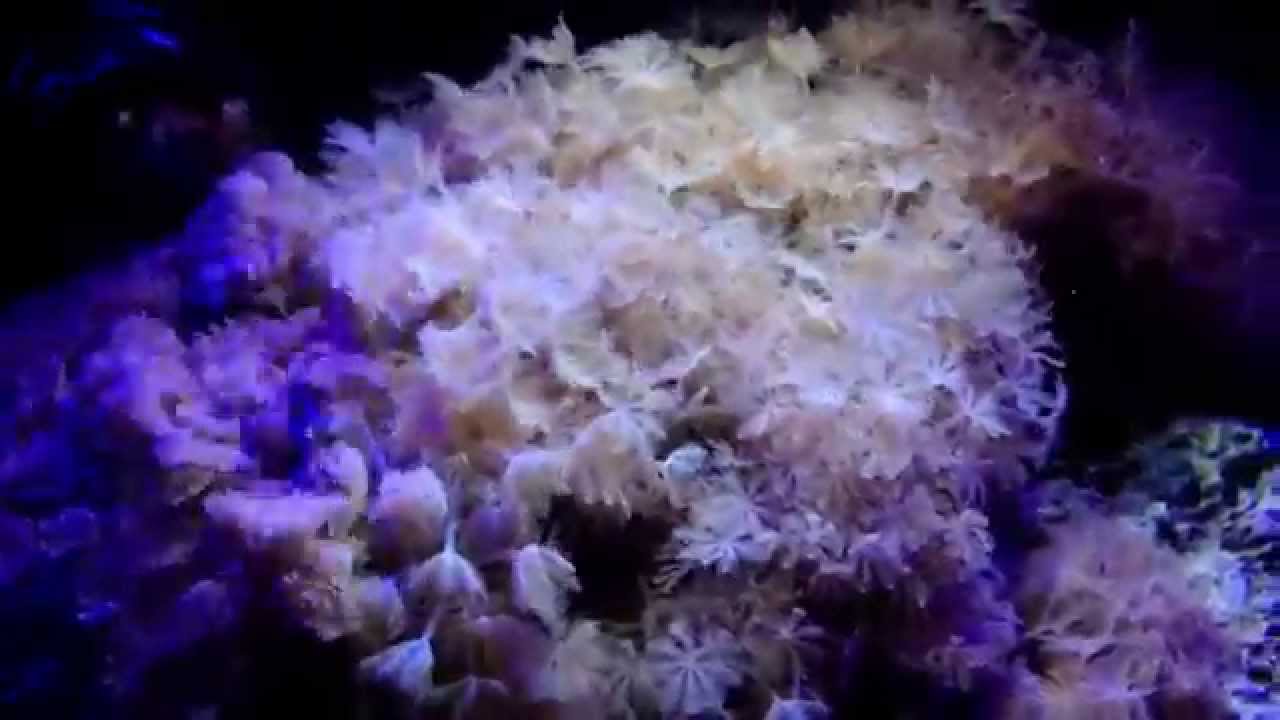My 14 gal saltwater Bio Cube nano reef tank - YouTube