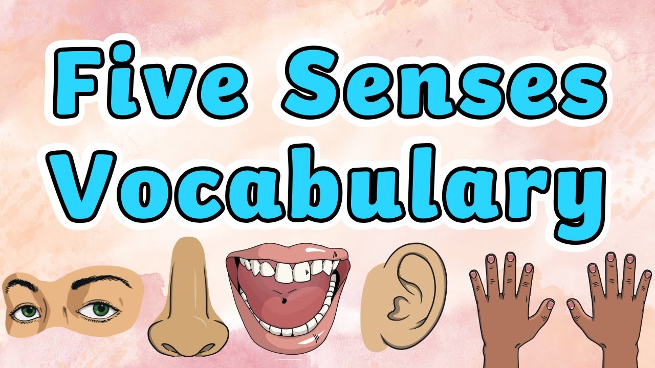 The Five Senses Vocabulary | The Five Senses for Kids! | Five Senses ...