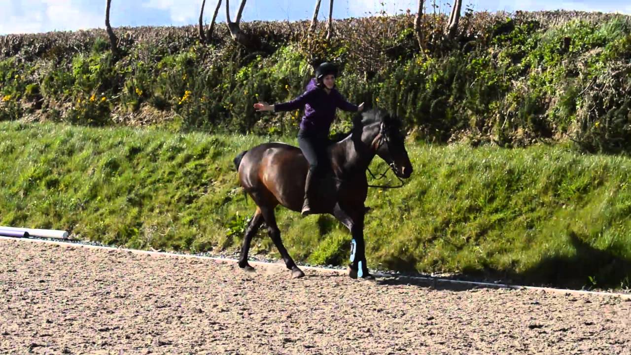 NEW BAILEY RAWS! [bareback, jumping, dressage] - YouTube