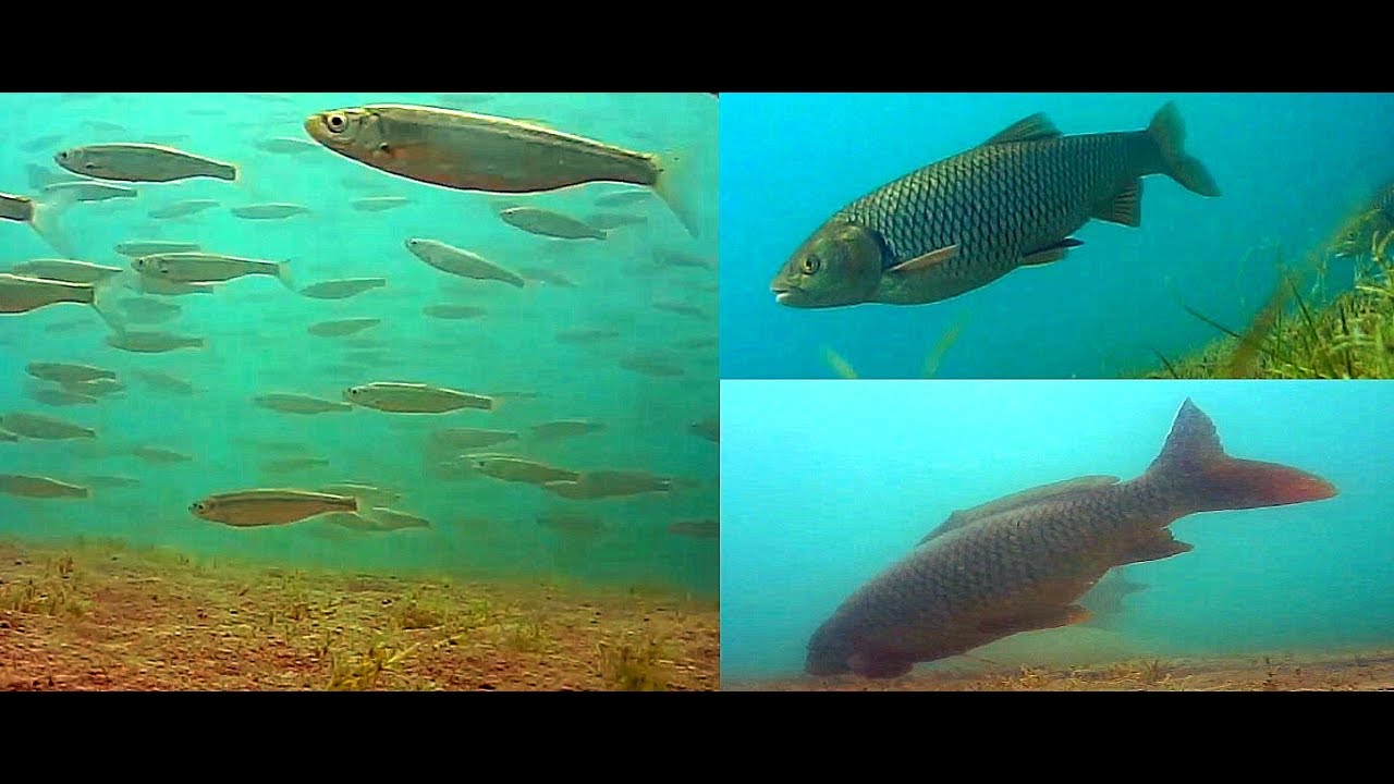 Carp, Chub, Bleak Fish, Lake Ohrid, Macedonia - YouTube