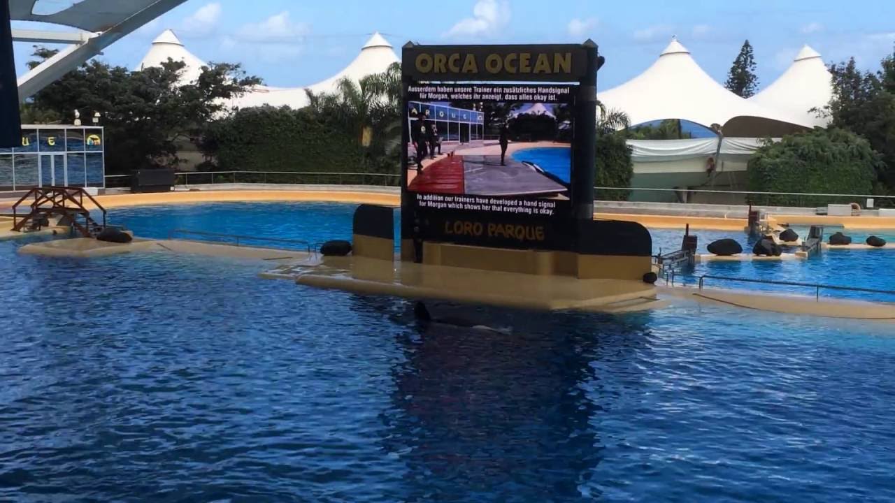 Loro Parque (Tenerife) Orca Ocean (2016) - YouTube
