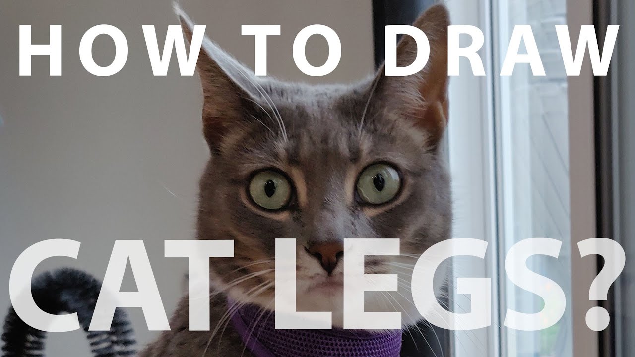 Animal Life Drawing | The Cat Part Two - YouTube