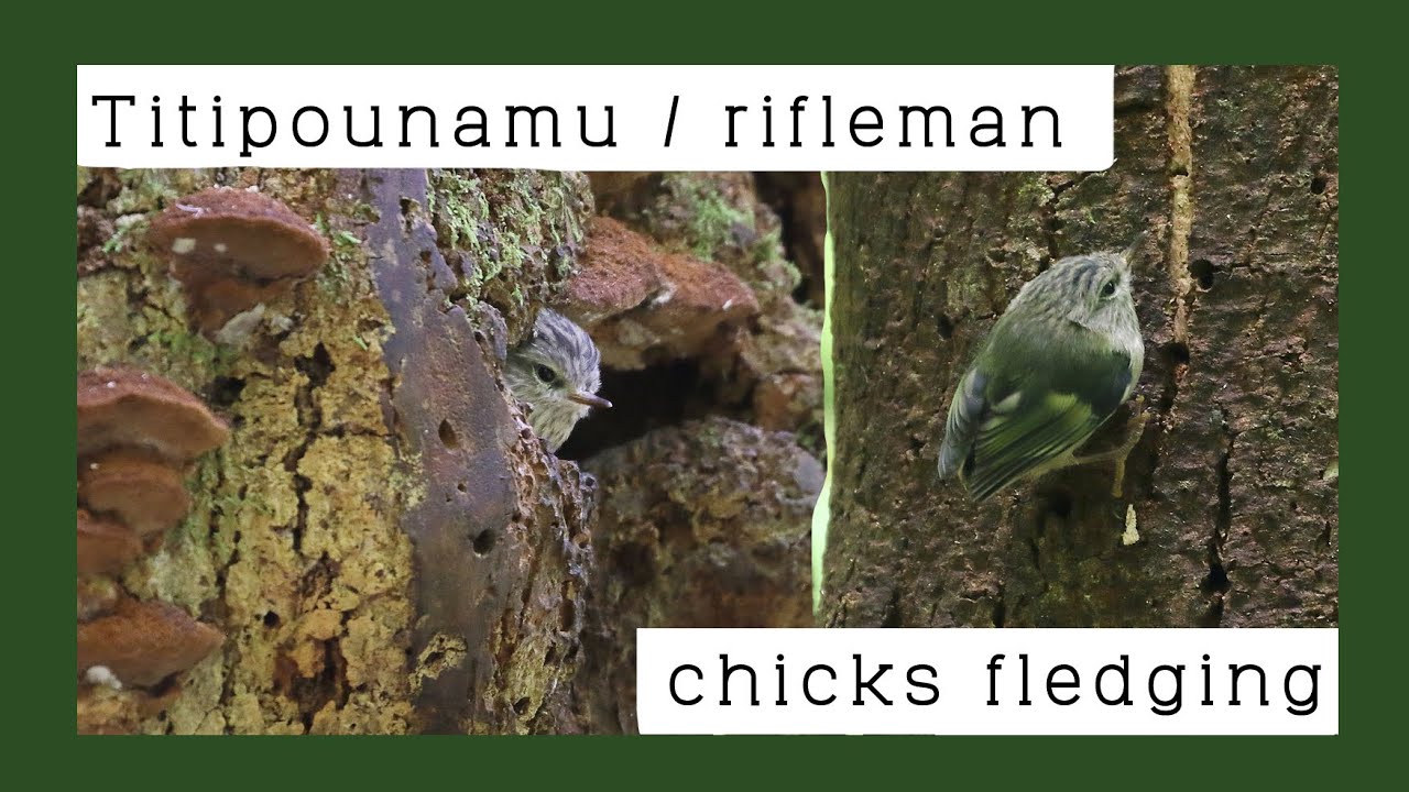 Titipounamu / rifleman fledging (leaving their nest) in Waimapihi ...