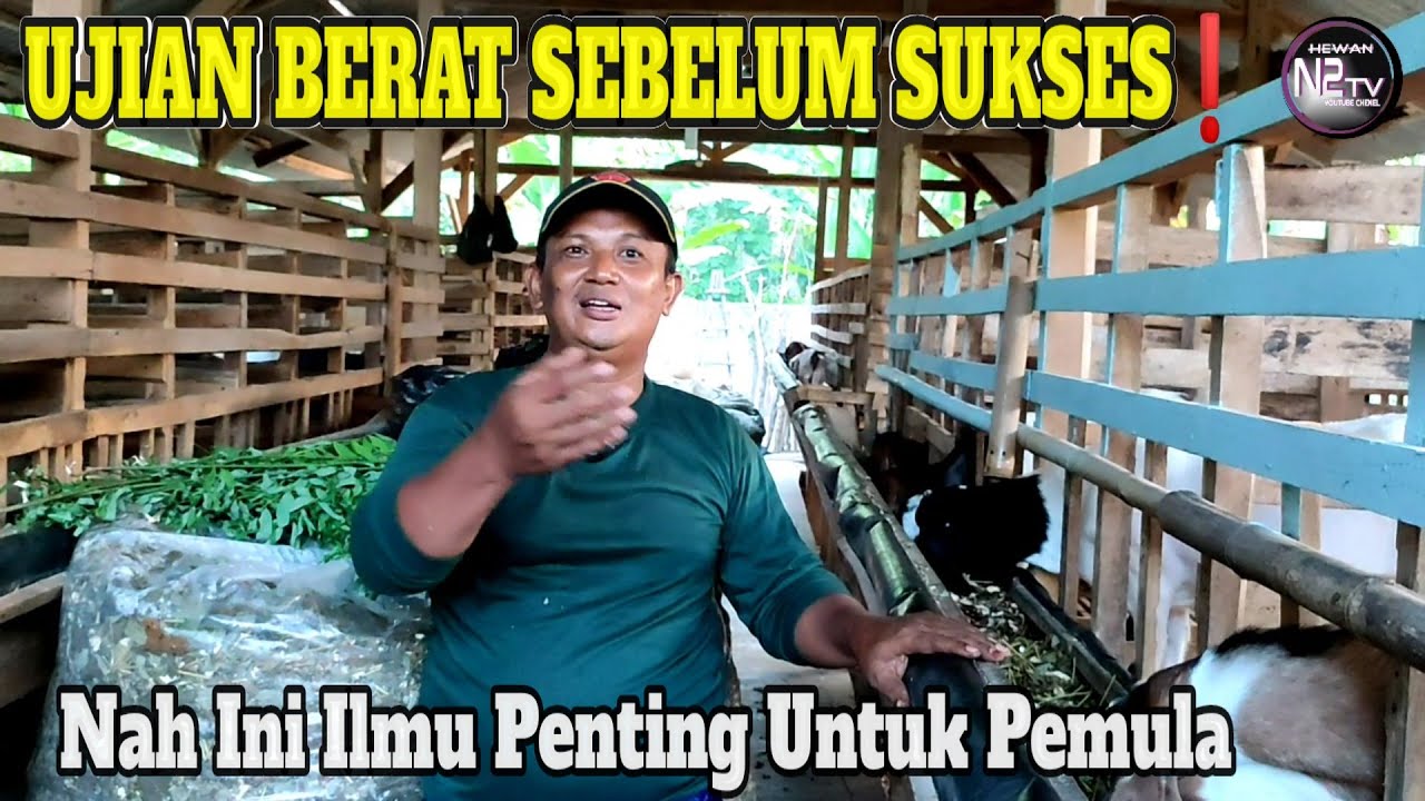 Jatuh Bangun Pak Irul Sebelum sukses Breeding. (Ternak Kambing Jawa ...