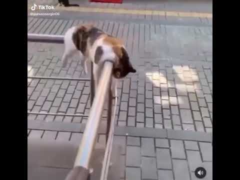 Derbeder Kedi!