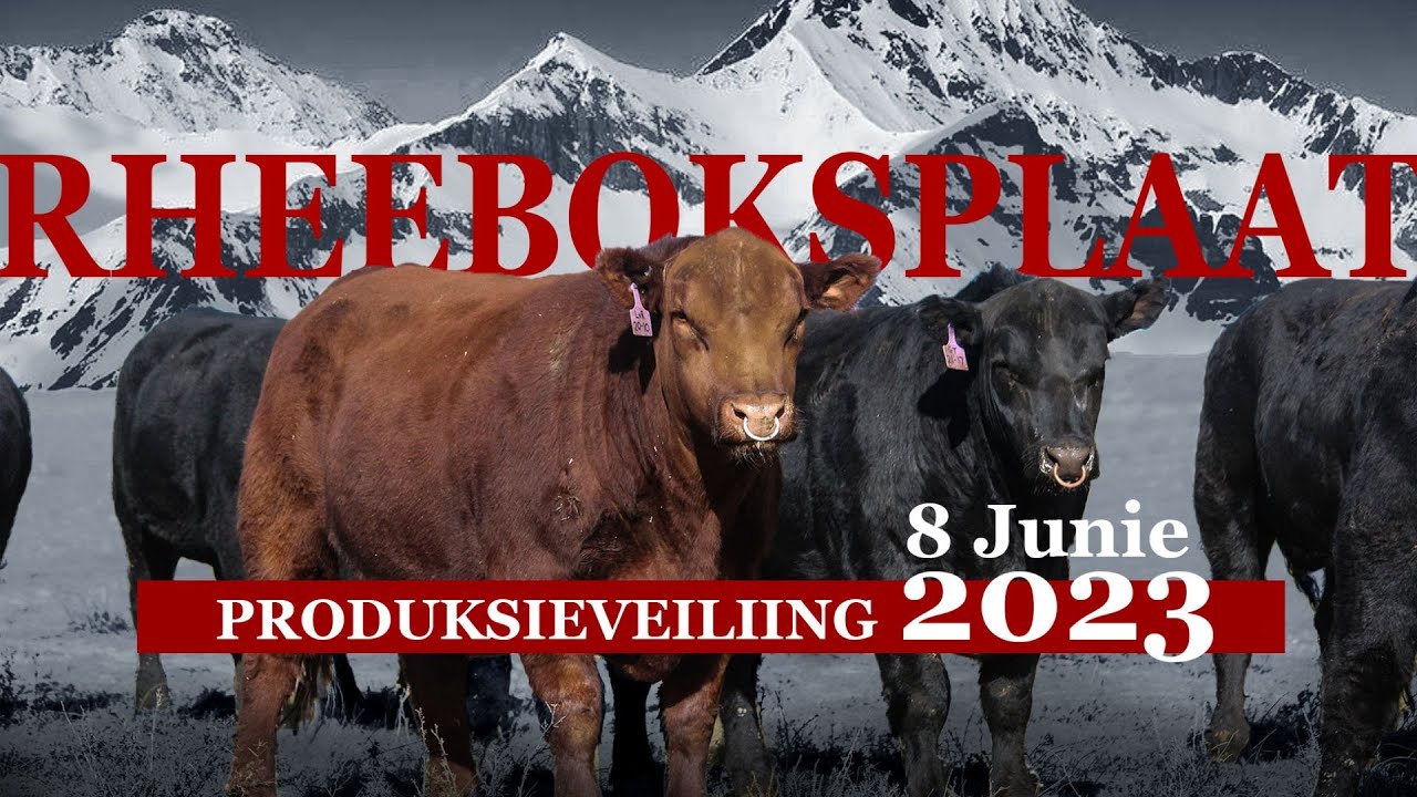 Rheeboksplaat Angus Produksie Veiling 2023 - Ons sien jou daar! - YouTube