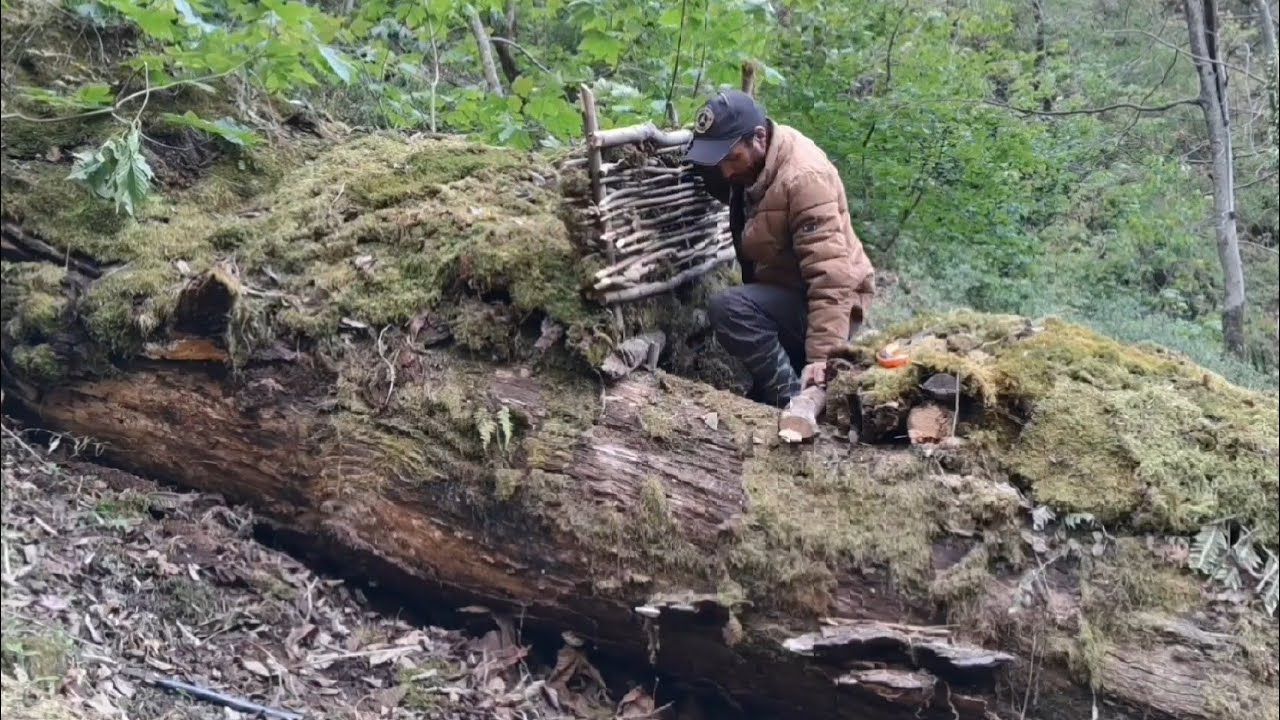 Building a shelter inside the fallen tree, Bushcraft Camp - YouTube